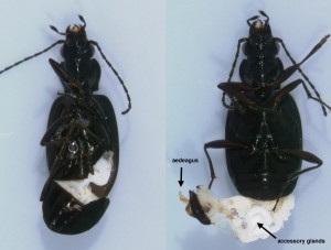 Useful Information – Wonderful-Insects