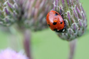 Invasive Ladybugs – Secrets Of Their Success – Wonderful-Insects