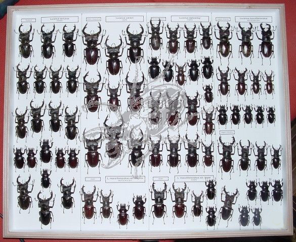 Lucanidae – Wonderful-Insects