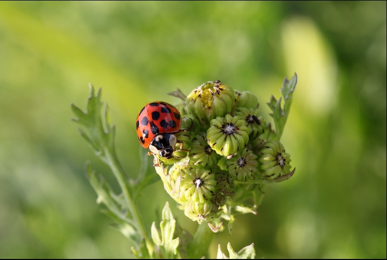 Invasive Ladybugs – Secrets Of Their Success – Wonderful-Insects