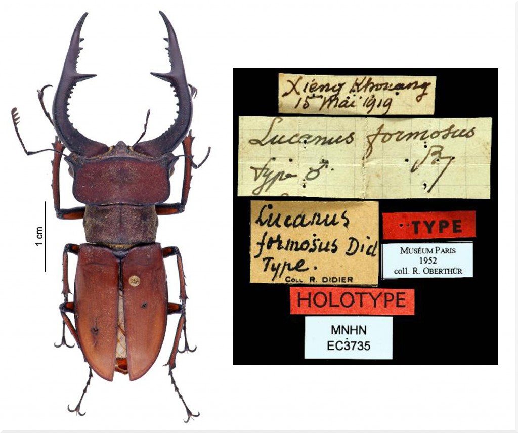 HOLOTYPE – Wonderful-Insects