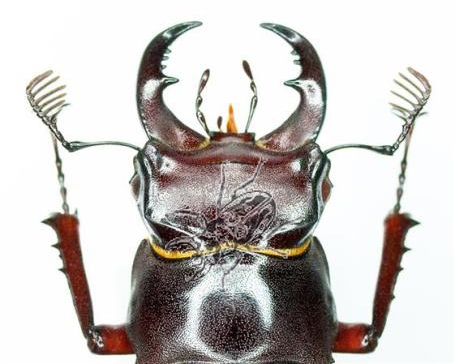 Pseudolucanus busignyi 49,5 mm – Wonderful-Insects