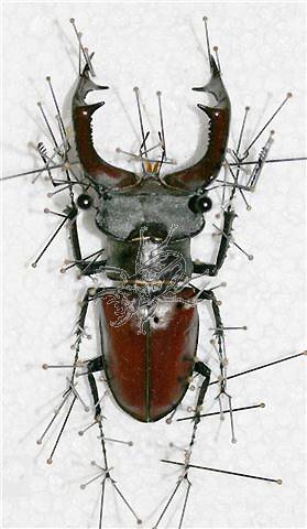 Useful Information – Wonderful-Insects