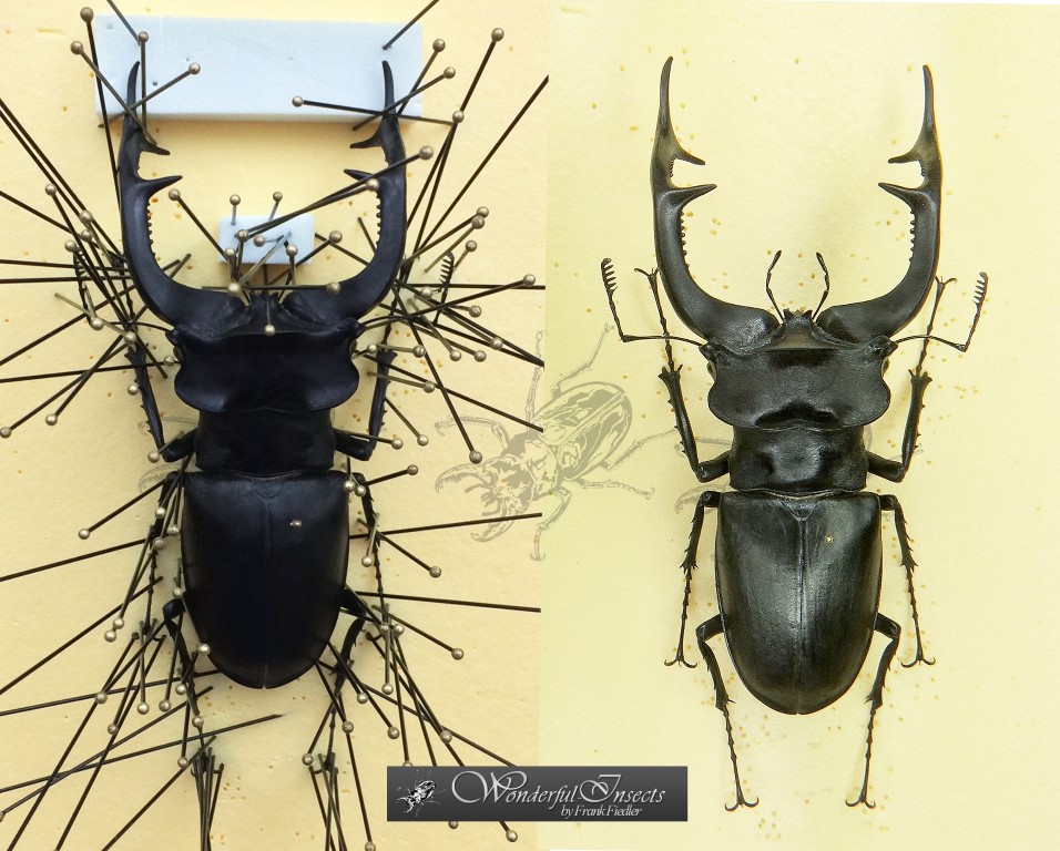 Miscellaneous – Wonderful-Insects